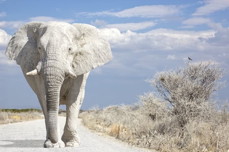 ¿Qué es un elefante blanco inmobiliario?
